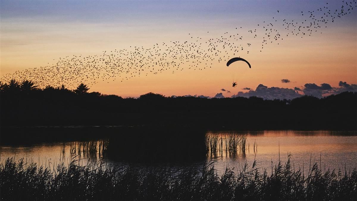 Paraglider flocks with starlings - AOPA