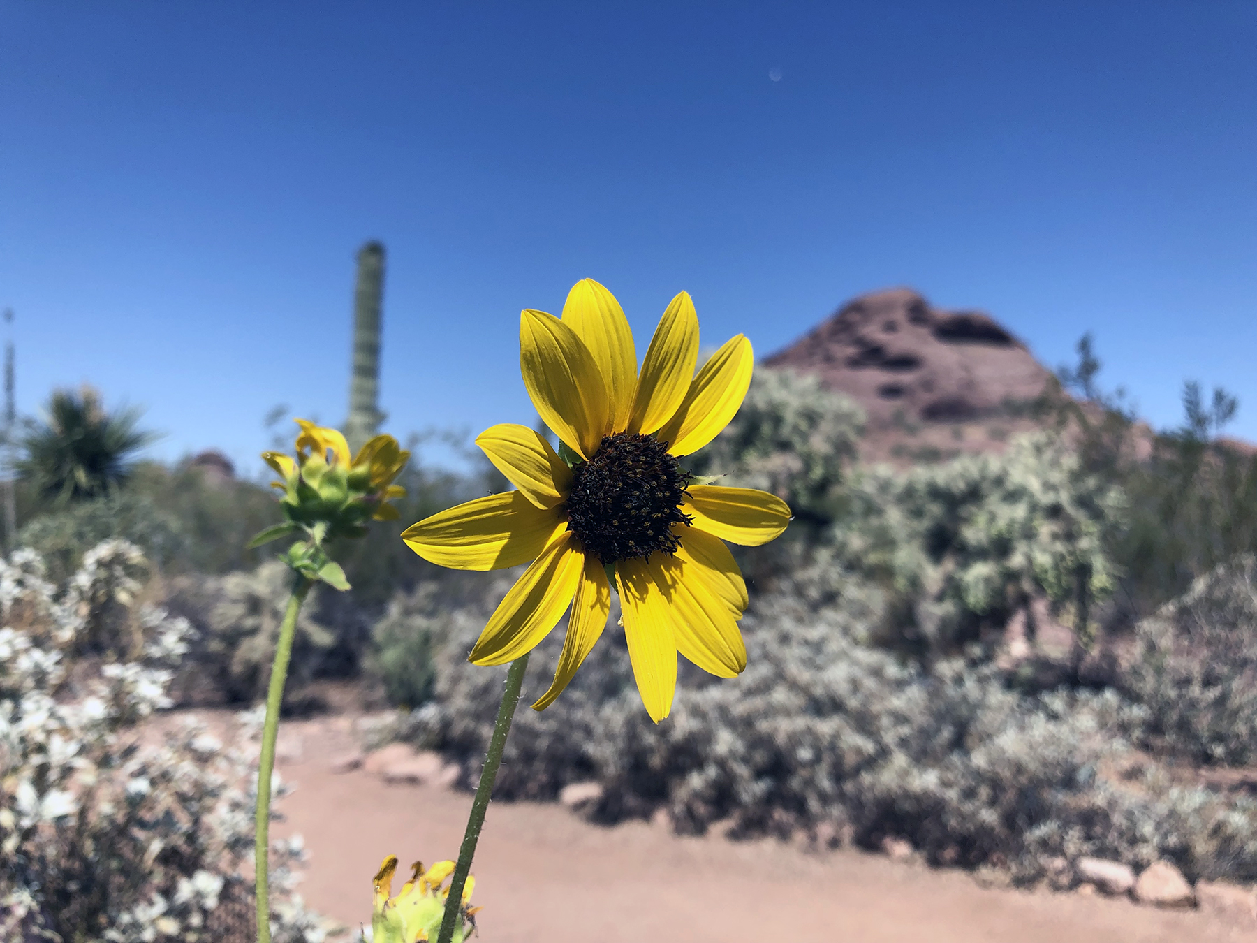 Open space oasis in a desert metropolis - AOPA