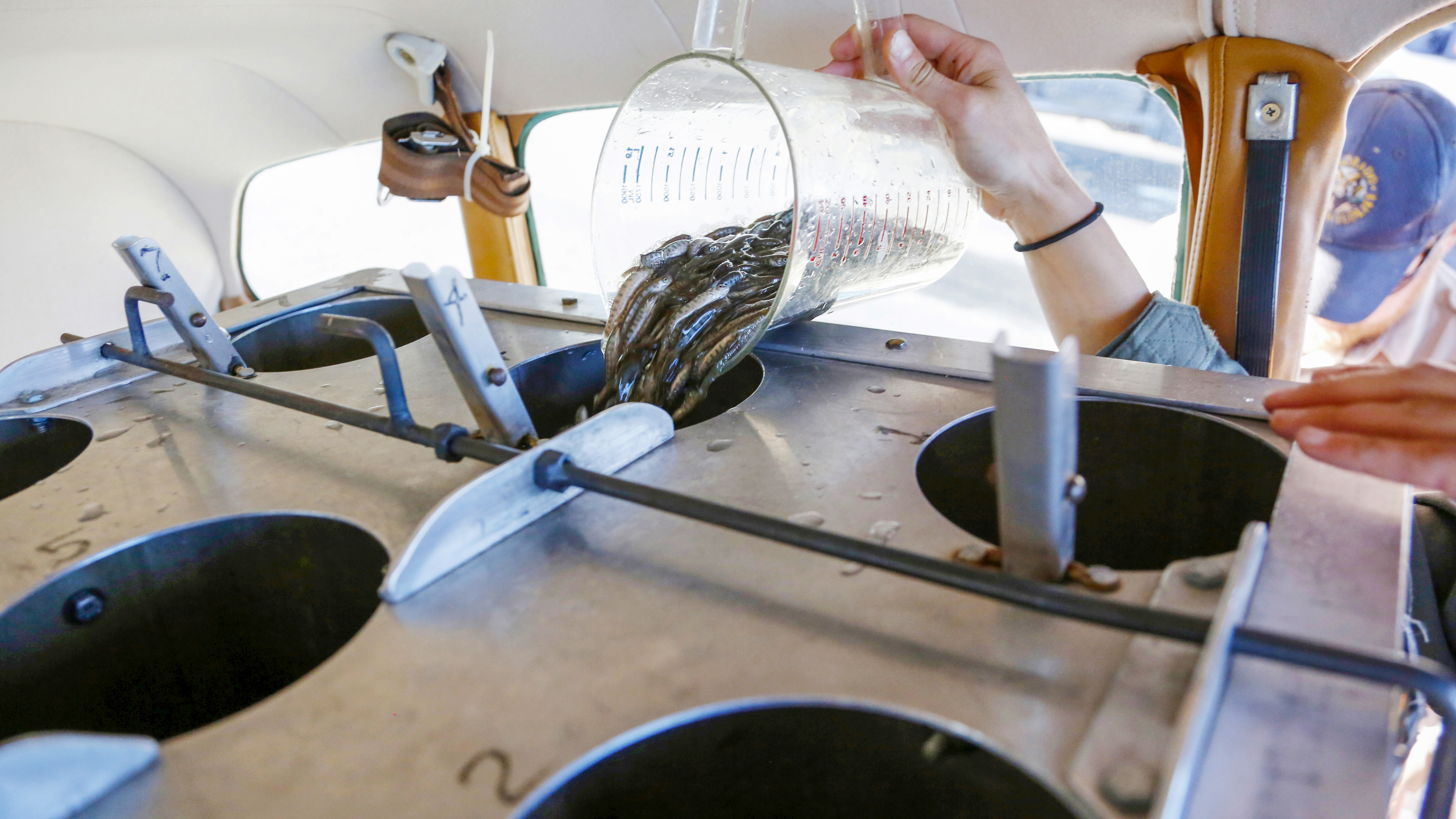 Teaching fish to fly - AOPA